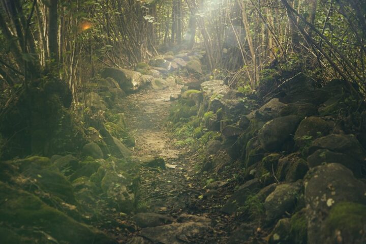 Inside Jungle Path Or Way Wallpaper | 4KWallpaper.in